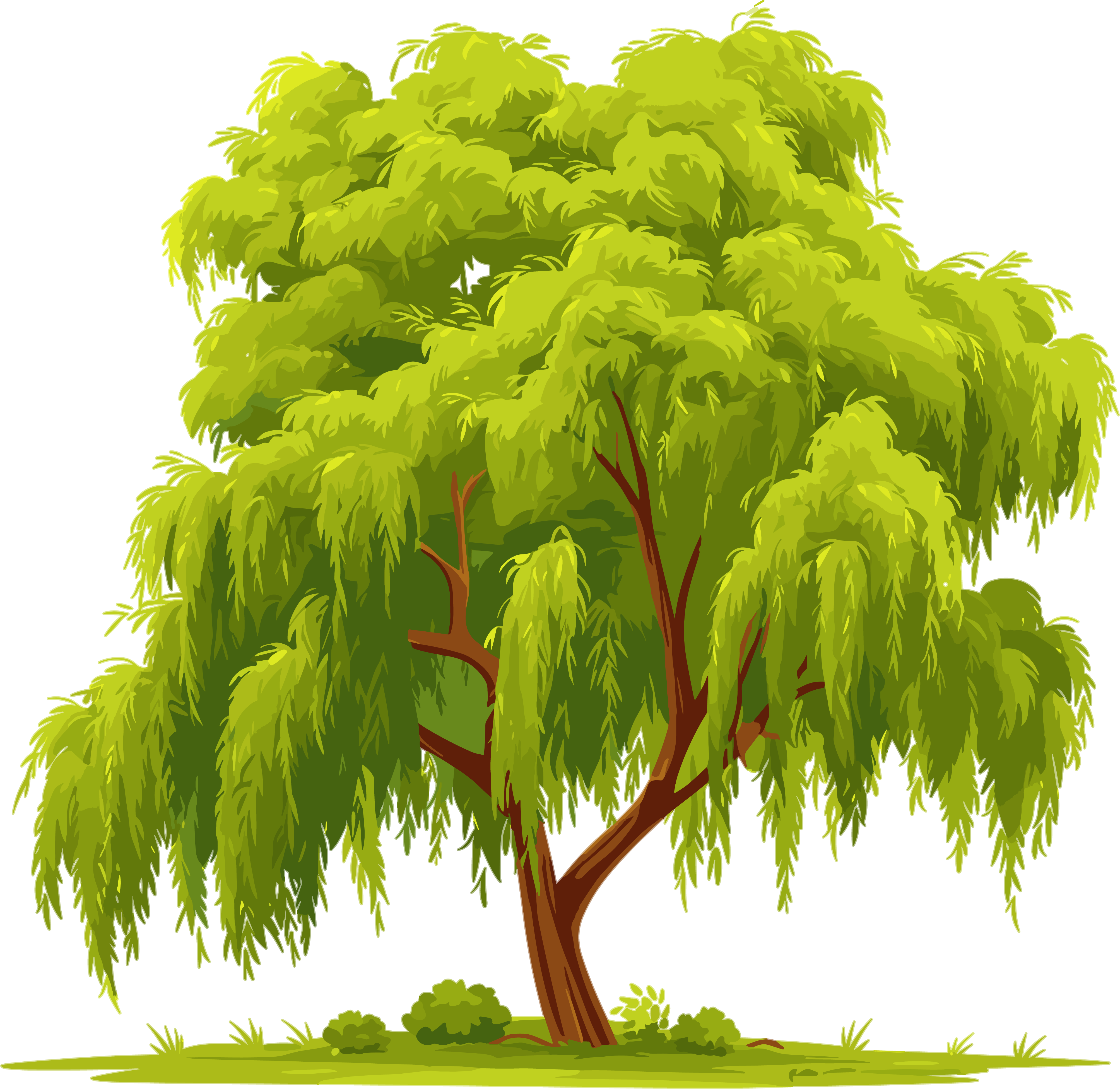 Spring Willow Tree Transparent Background Illustration | PNGCAT