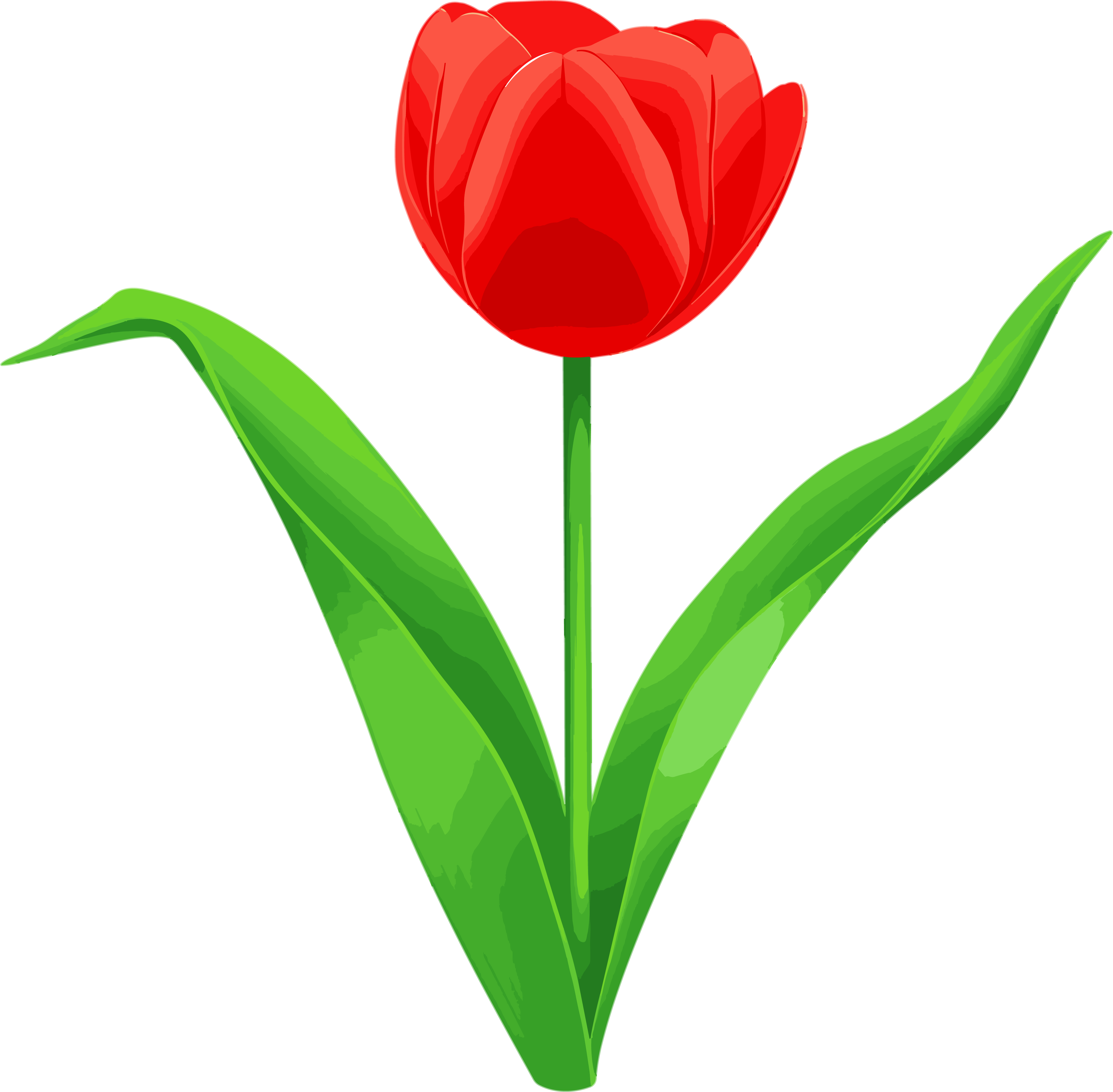 Tulip Transparent Background Element for Graphic Design | PNGCAT